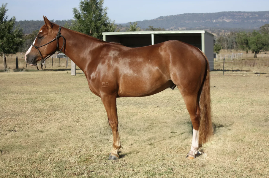 Lot 29 - RUSTY NUGGET | AuctionsPlus