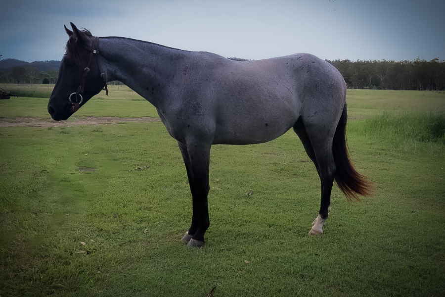 Lot 116 - STARBAR BLUE BOON | AuctionsPlus