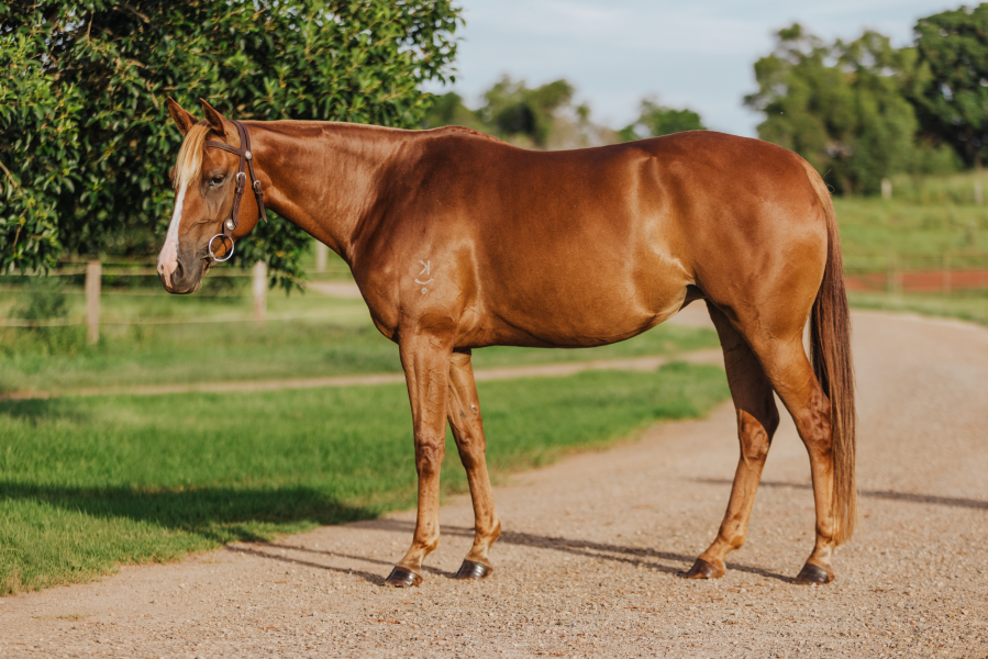 Lot 334 - BOBADIL ZIMMY | AuctionsPlus