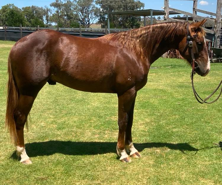 Lot 206 - von halen | AuctionsPlus