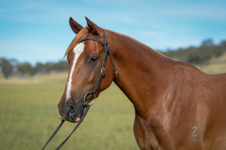 Lot 162 - SPINKS SHYSTER - HSH | AuctionsPlus