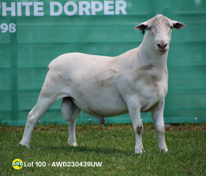 Lot 100 - Tag - UW230439 | AuctionsPlus