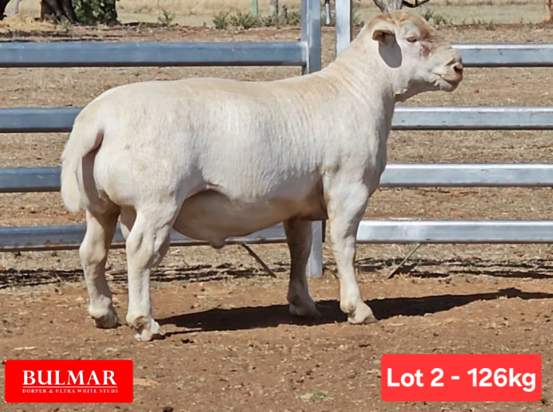 Lot 2 - BULMAR 230385 | AuctionsPlus