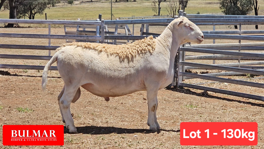Lot 1 - BULMAR 230322 | AuctionsPlus