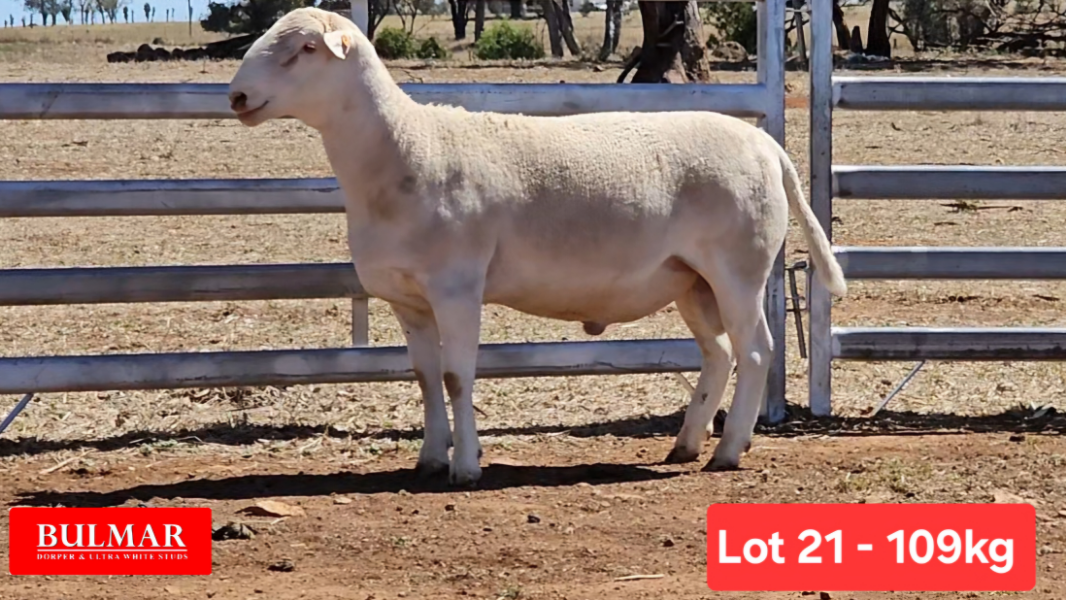 Lot 21 - BULMAR 230343 | AuctionsPlus