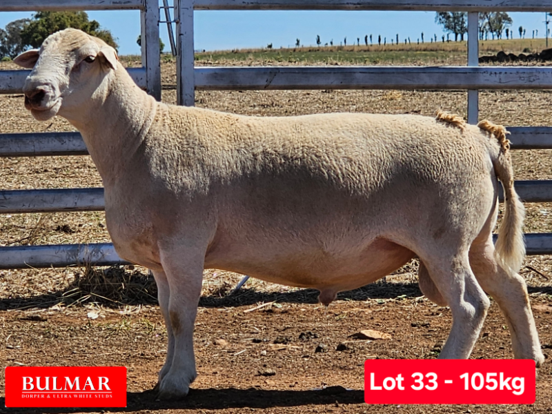 Lot 33 - BULMAR 230350 | AuctionsPlus