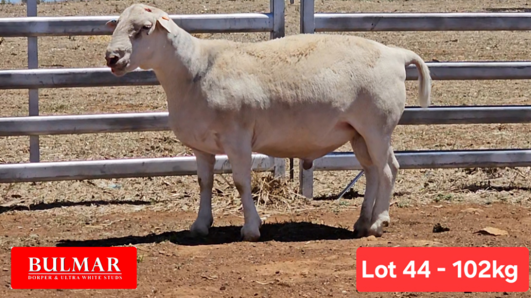 Lot 44 - BULMAR 2302299 | AuctionsPlus