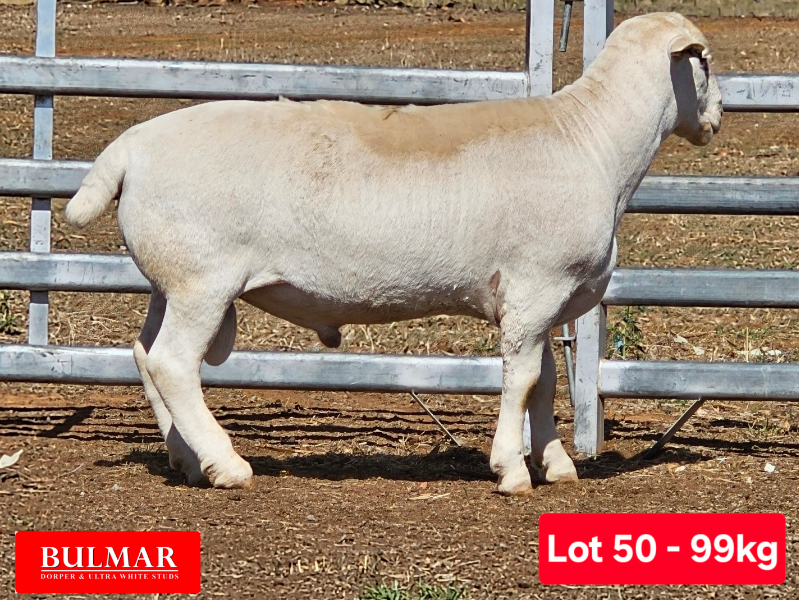 Lot 50 - BULMAR 230326 | AuctionsPlus