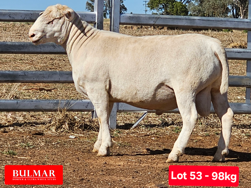 Lot 53 - BULMAR 230373 | AuctionsPlus