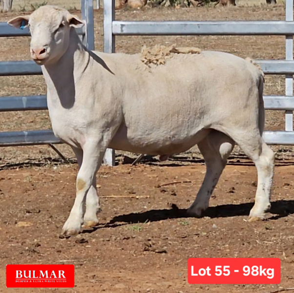Lot 55 - BULMAR 230635 | AuctionsPlus