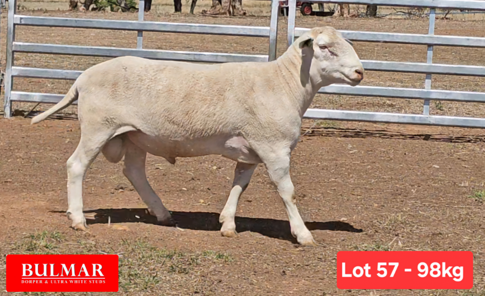 Lot 57 - BULMAR 230375 | AuctionsPlus