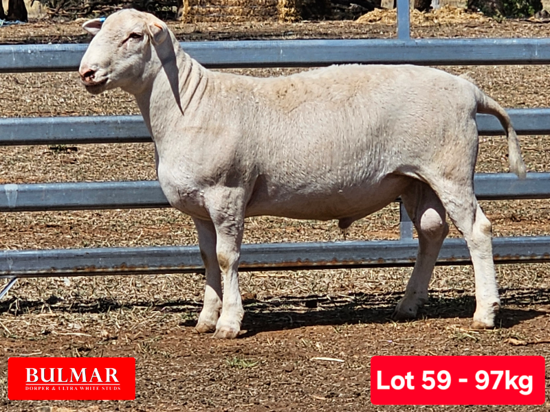 Lot 59 - BULMAR 230233 | AuctionsPlus