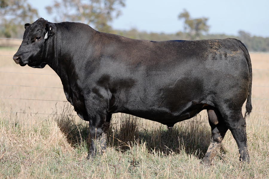 Lot 104 - MAWARRA UNBELIEVE-A-BULL U21 U211 | AuctionsPlus