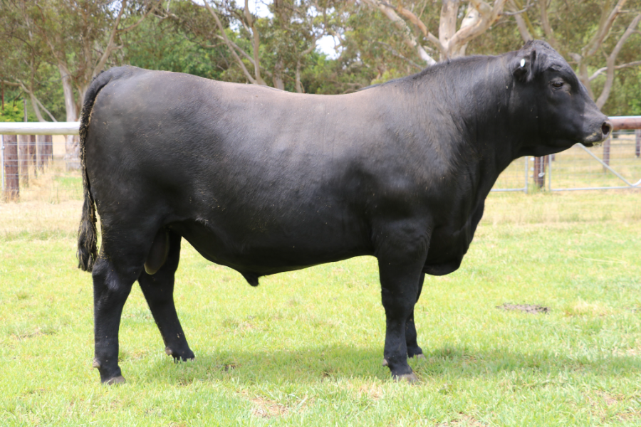 Lot 20 - Nampara New Ground U206 | AuctionsPlus