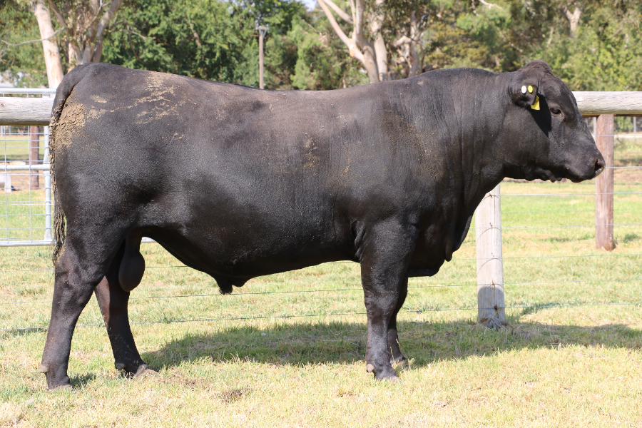Lot 48 - Nampara U129 | AuctionsPlus