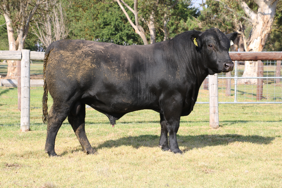 Lot 81 - Nampara U114 | AuctionsPlus
