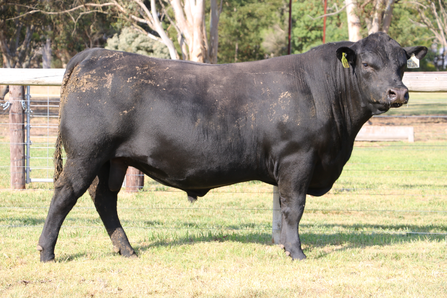 Lot 82 - Nampara U39 | AuctionsPlus