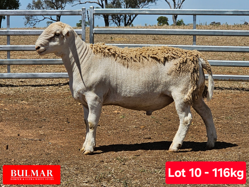 Lot 10 - BULMAR 230714 | AuctionsPlus