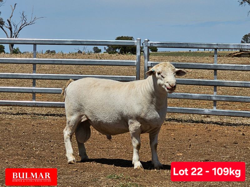 Lot 22 - BULMAR 230365 | AuctionsPlus