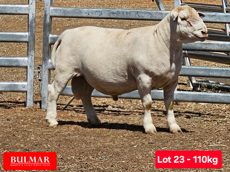 Lot 23 - BULMAR 230604 | AuctionsPlus
