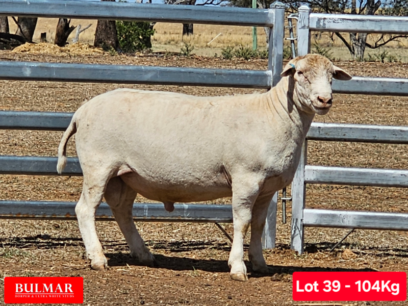 Lot 39 - BULMAR 230386 | AuctionsPlus