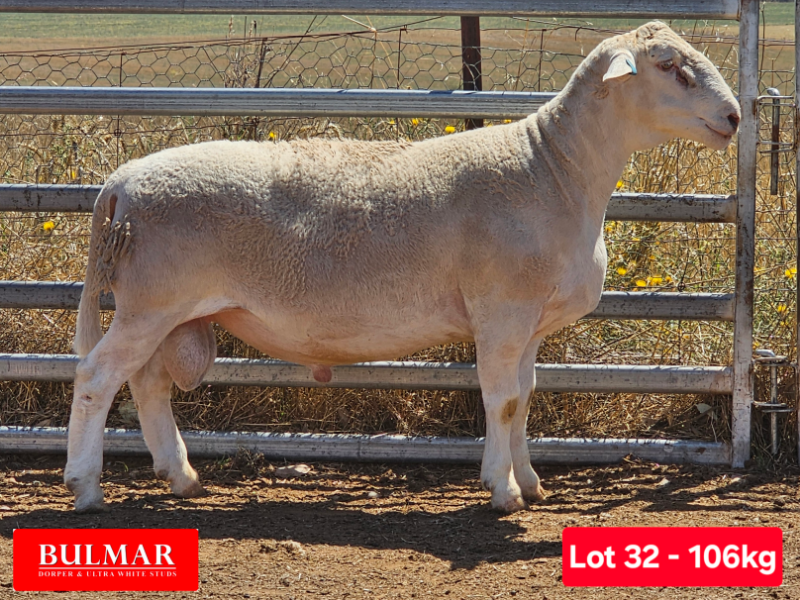 Lot 32 - BULMAR 230370 | AuctionsPlus