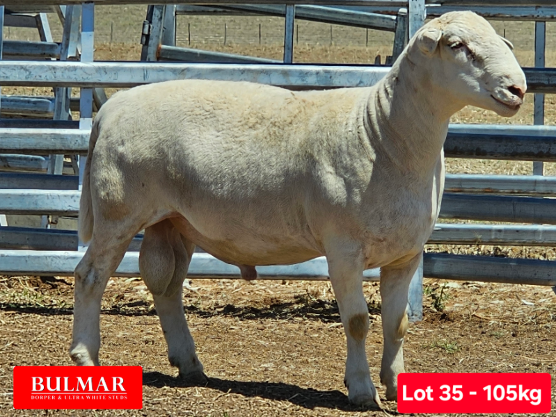 Lot 35 - BULMAR 230313 | AuctionsPlus