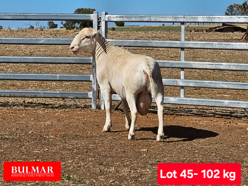 Lot 45 - BULMAR 230339 | AuctionsPlus