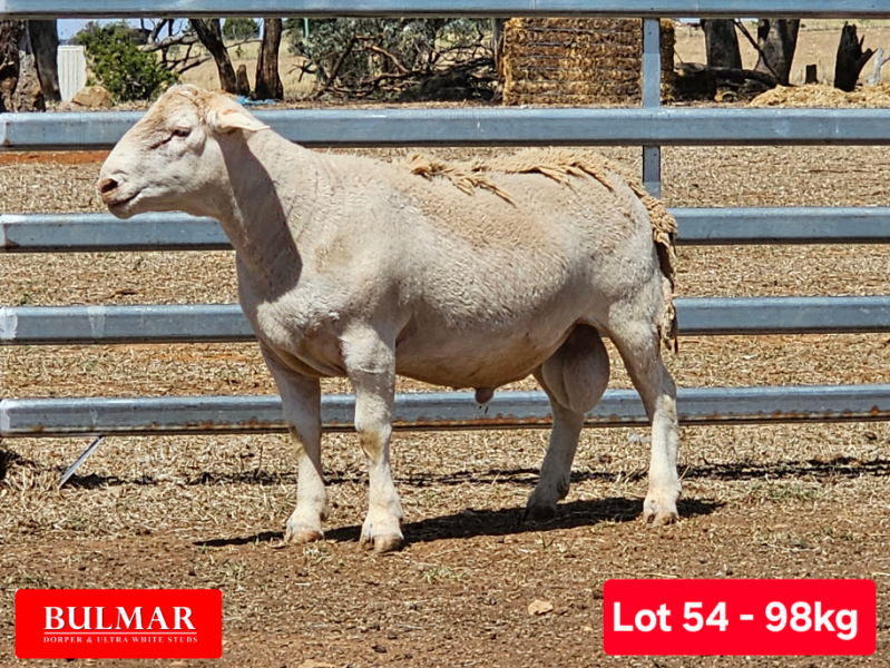 Lot 54 - BULMAR 230631 | AuctionsPlus