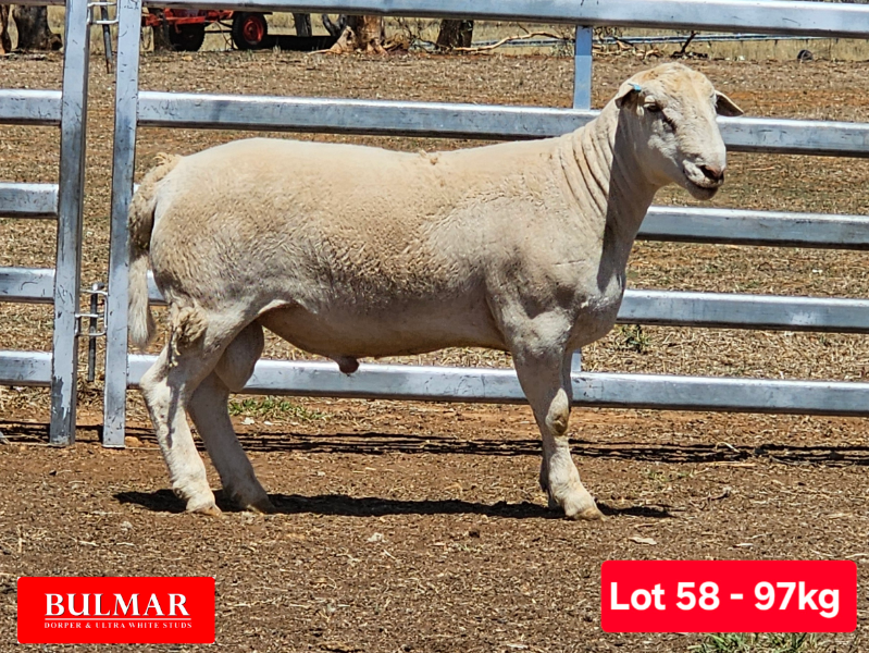 Lot 58 - BULMAR 230713 | AuctionsPlus