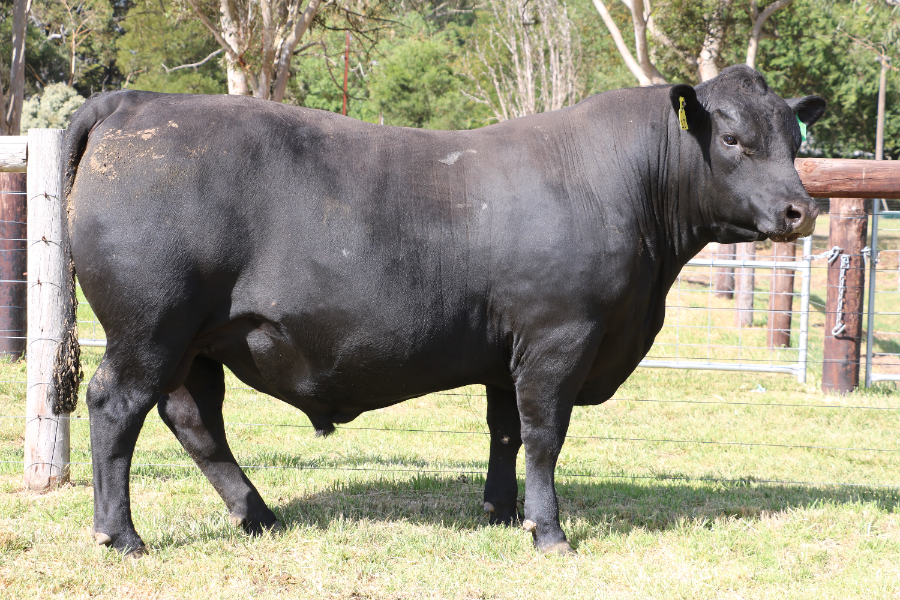 Lot 17 - Nampara Prime Minister U96 | AuctionsPlus