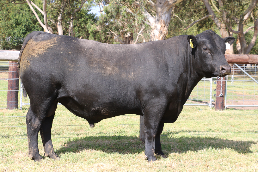 Lot 19 - Nampara U227 | AuctionsPlus