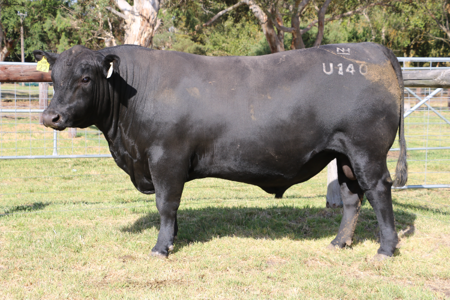 Lot 22 - Nampara U140 | AuctionsPlus