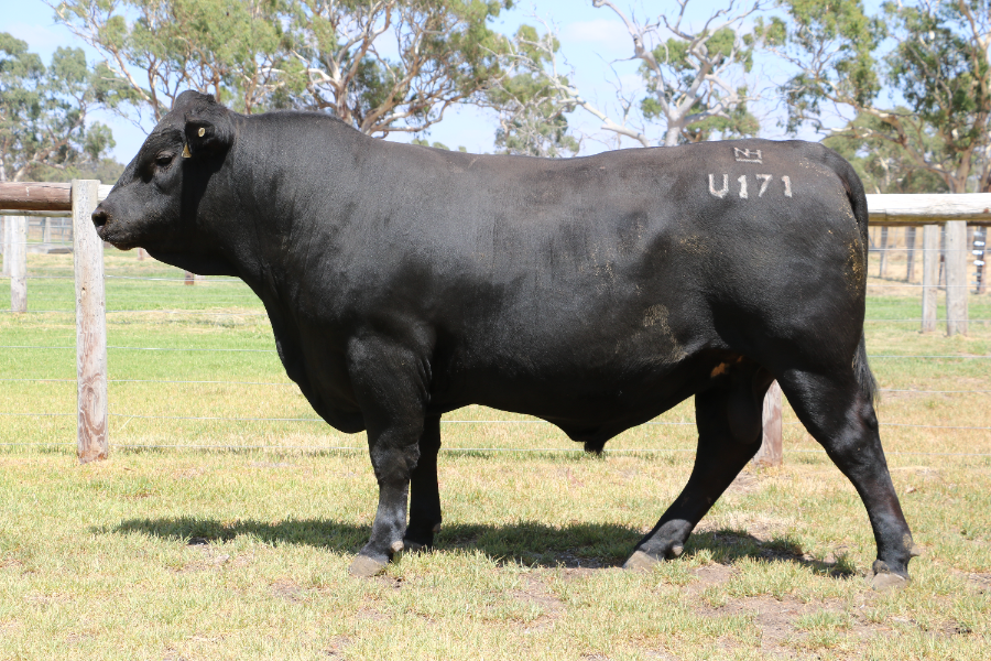 Lot 62 - Nampara U171 | AuctionsPlus