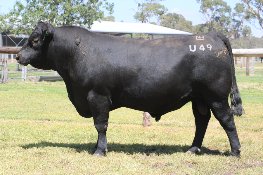 Lot 64 - Nampara Class Man U49 | AuctionsPlus