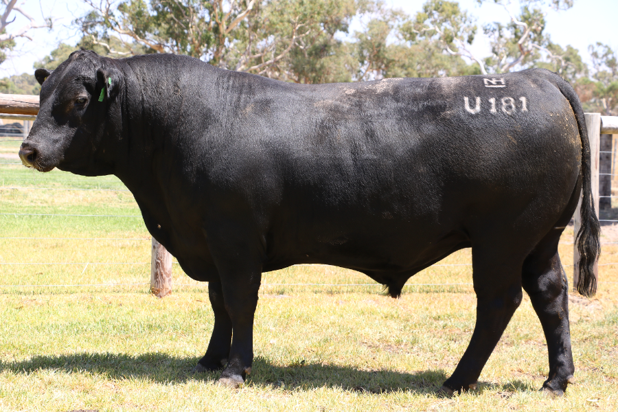 Lot 68 - Nampara Iceman U181 | AuctionsPlus