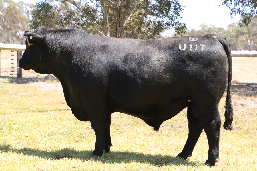 Lot 95 - Nampara U117 | AuctionsPlus