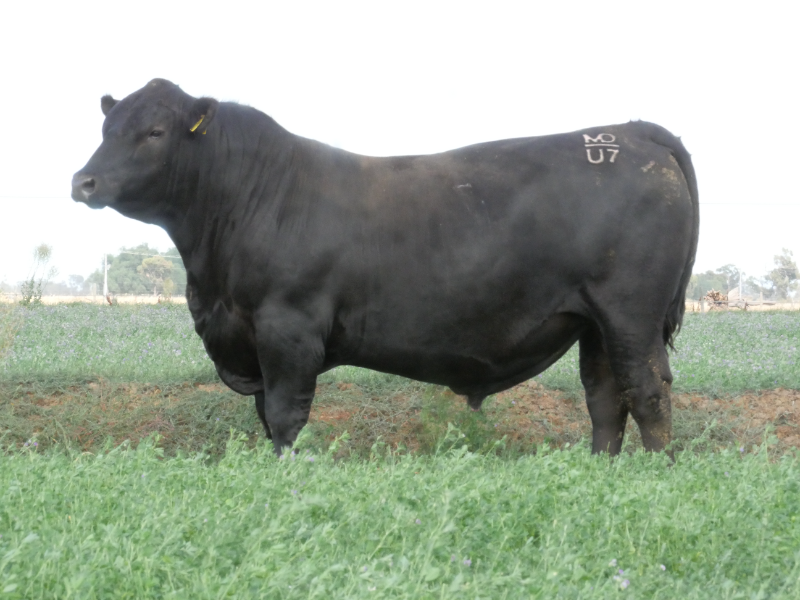 Lot 5 - MERRIDALE URBANE U7 | AuctionsPlus