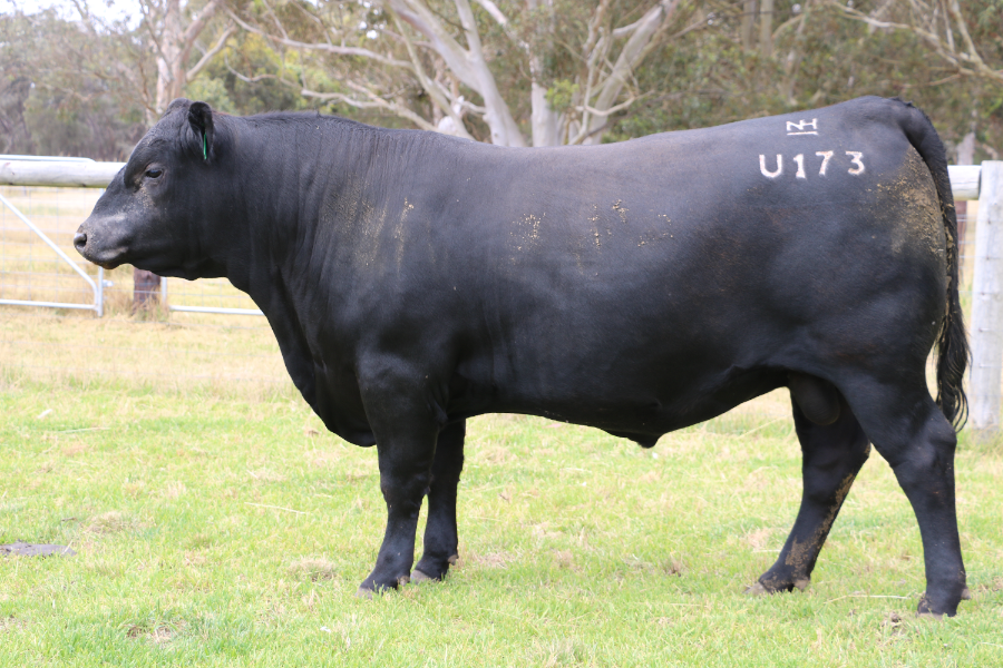 Lot 92 - Nampara Iceman U173 | AuctionsPlus