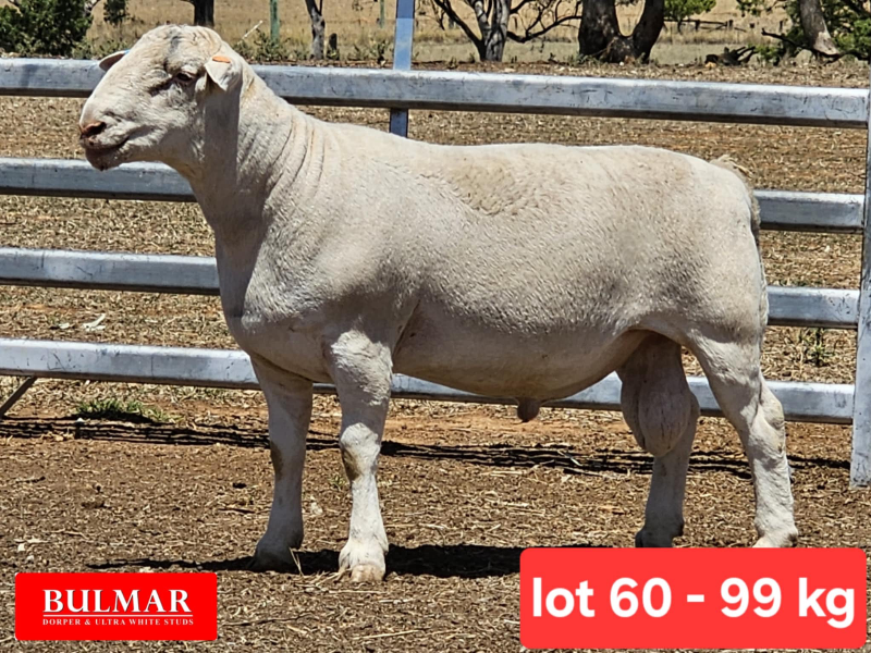 Lot 60 - BULMAR 230234 | AuctionsPlus