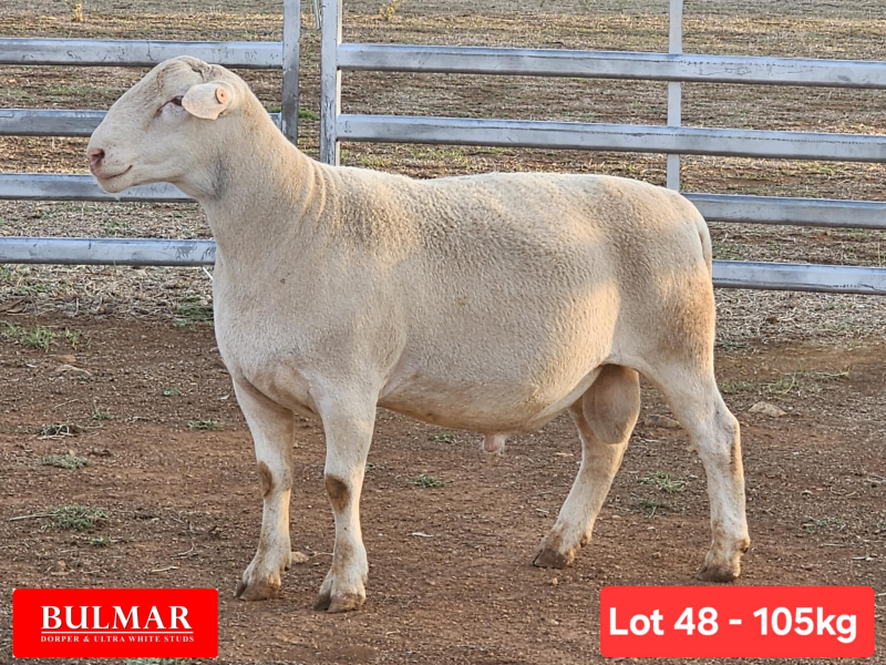 REPLACEMENT LOT 48 - BULMAR 230331 | AuctionsPlus