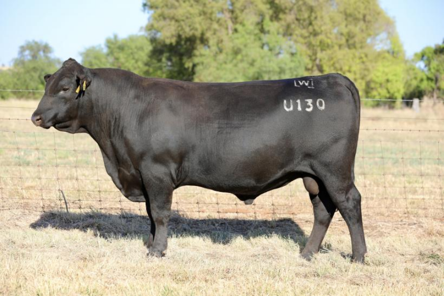 Lot 10 - WRIGLEY U130 | AuctionsPlus