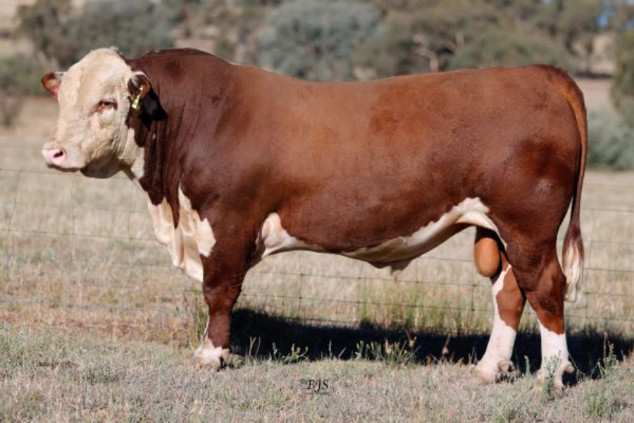 Lot 1 - WIRRUNA TRAIT LEADER T125 (AI) (PP) | AuctionsPlus