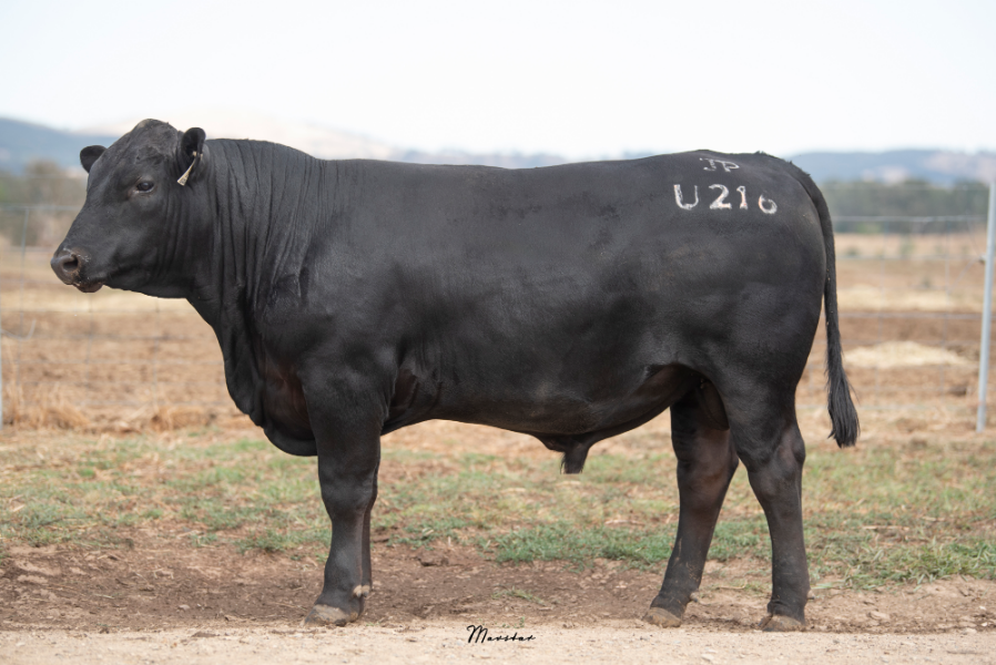 Lot 10 - JADE PARK UNORTHODOX U216 | AuctionsPlus