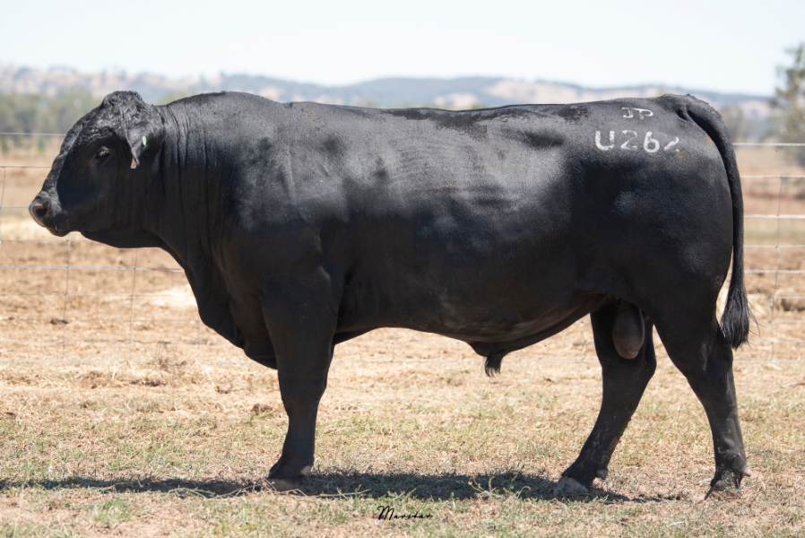 Lot 28 - JADE PARK UNEASY U262 | AuctionsPlus
