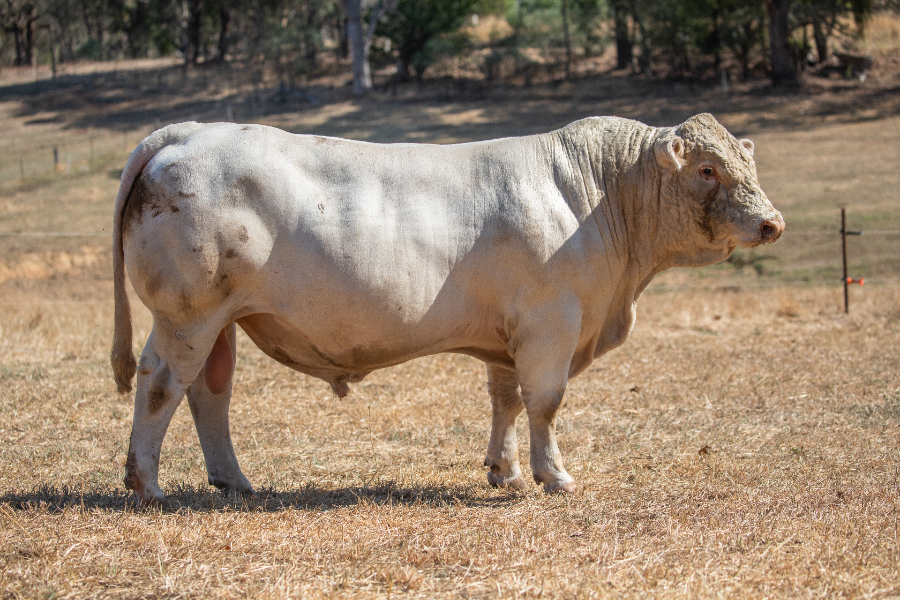 Lot 8 - RANGAN AUTHORITY U48 (AI) (P) | AuctionsPlus