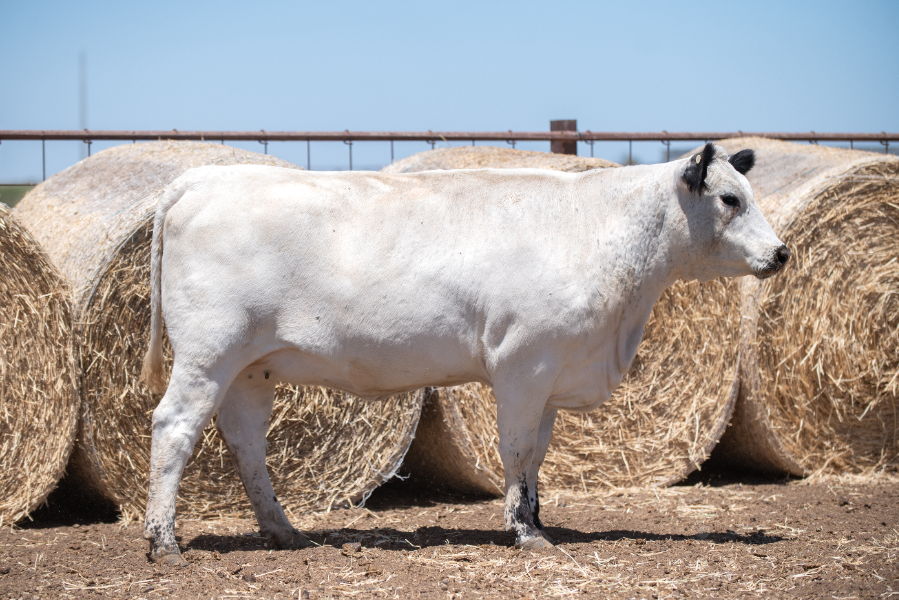 Lot 20 - KEIROSS BAM BAM U9 | AuctionsPlus