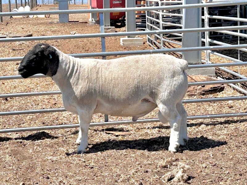 Lot 26 - PRIESKA 230166 | AuctionsPlus