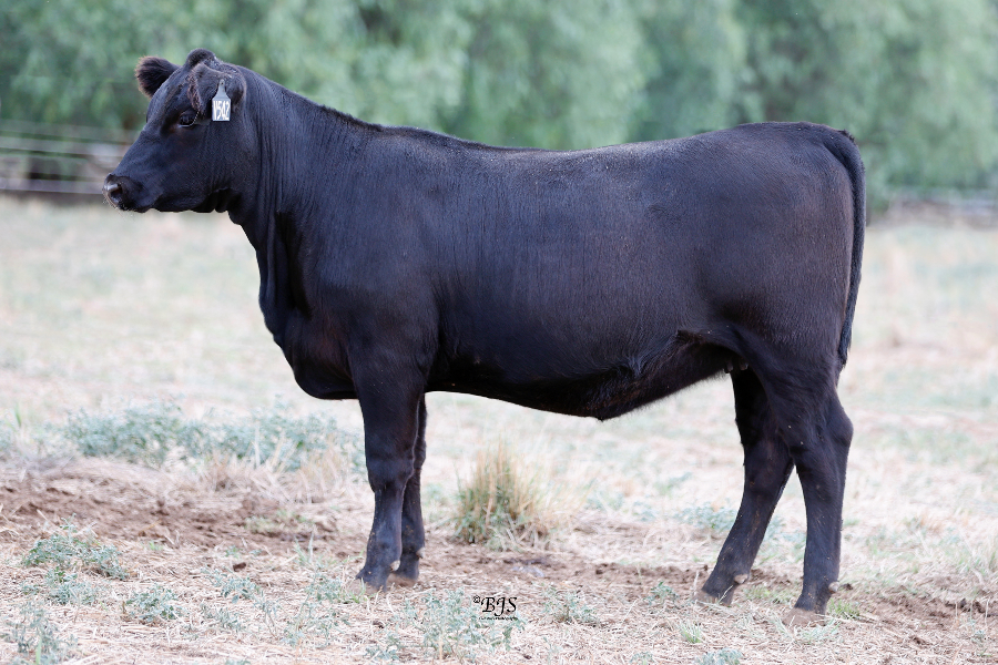Lot 43 - CIRCLE 8 V542 | AuctionsPlus