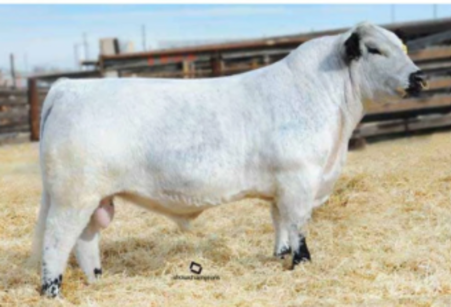 Lot 60A - 6x Spots n Sprouts Stands Alone (JKH 300X) Straws | AuctionsPlus